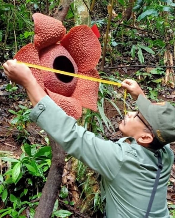 Ditemukan Rafflesia Arnoldii di TNBBS - Wartaniaga.id